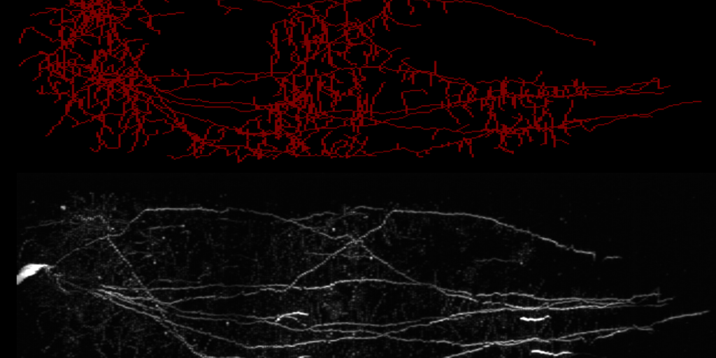 Understanding and analyzing plant roots using semantic segmentation of ...