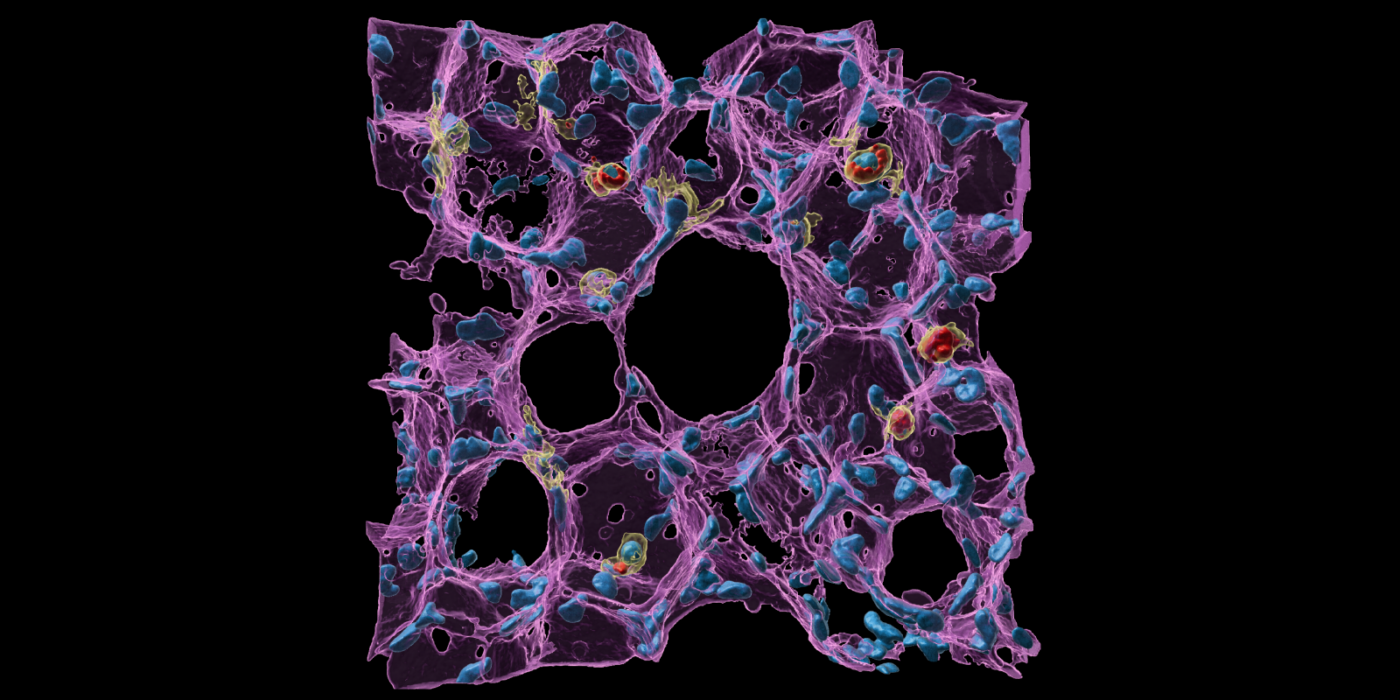 Best Scientific Image 2023: Who won this year’s contest? – helmholtz ...