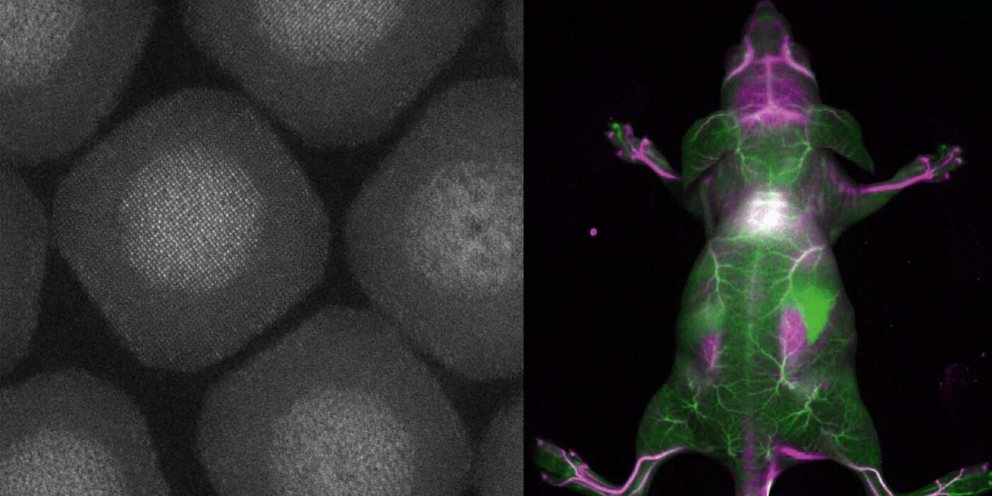 helmholtz-imaging.de