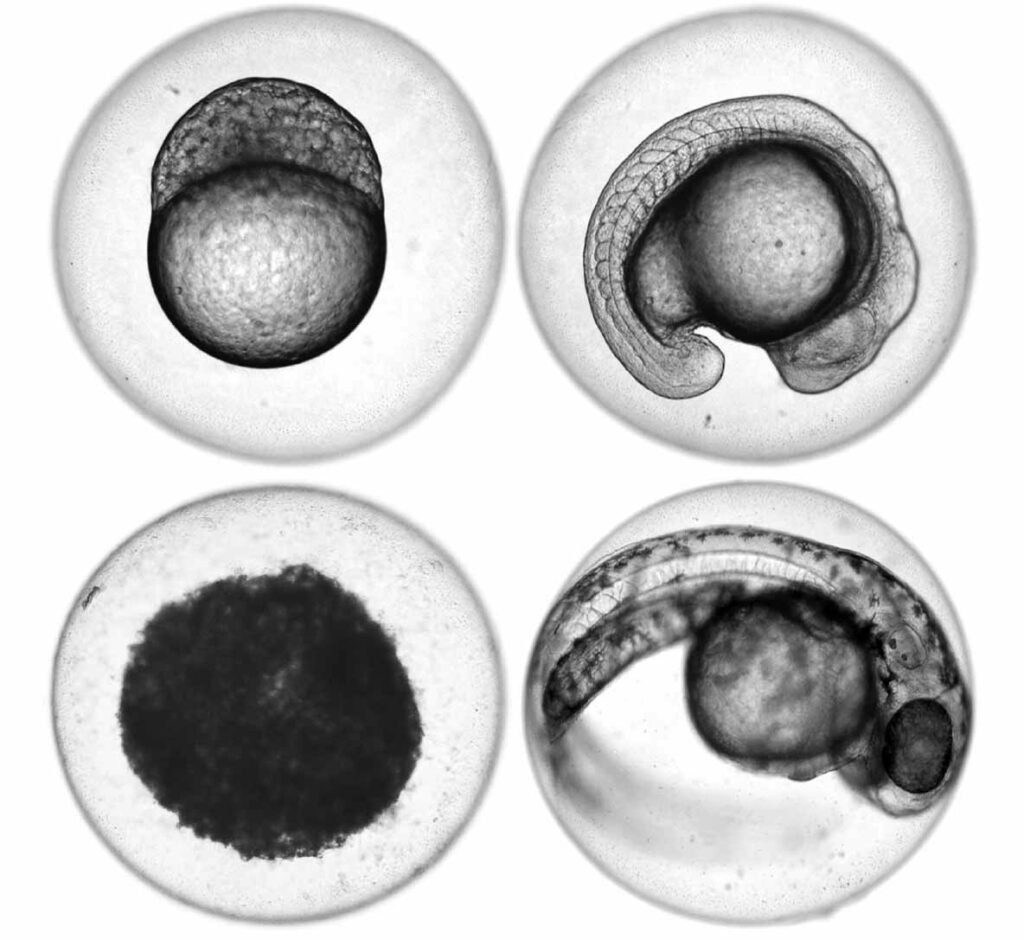 ImageTox – helmholtz-imaging.de