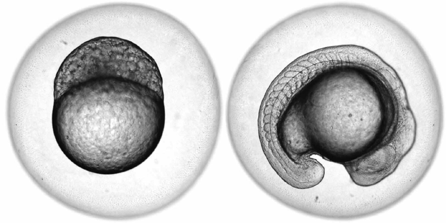 helmholtz-imaging.de