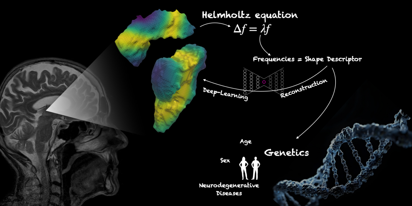 BrainShapes – helmholtz-imaging.de